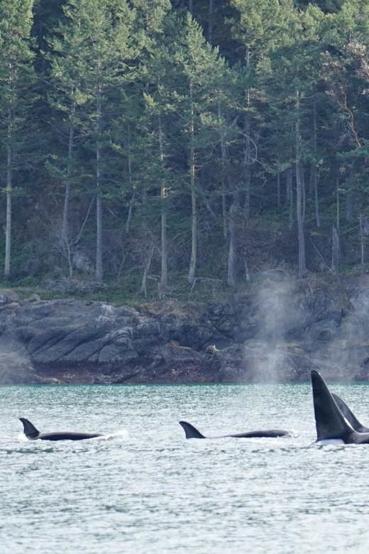 Orcas Island: Orca Whales guaranteed boat tour - Final Words: Is This Tour Worth It?