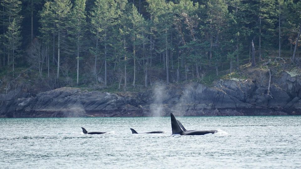 Orcas Island: Orca Whales guaranteed boat tour - FAQ