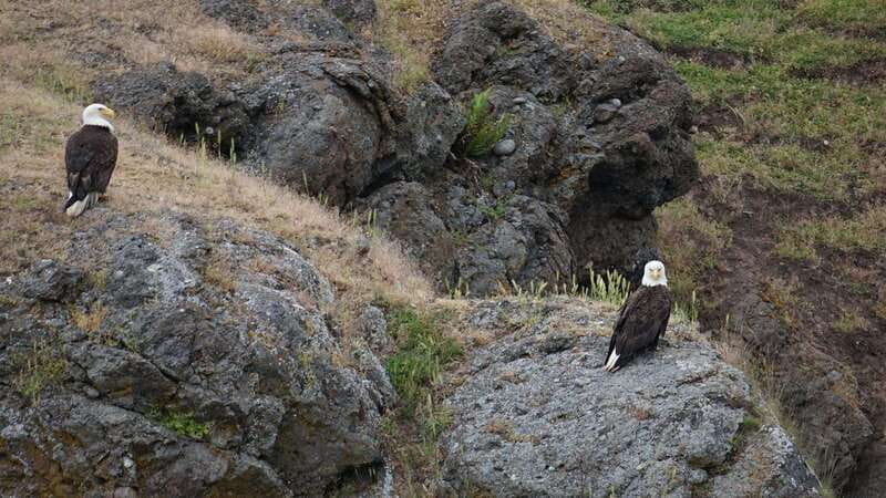 Orcas Island: Whale and Orca Guided Speedboat Tour - Guides and Their Role in Enhancing the Experience