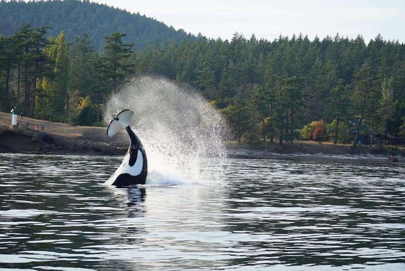 Orcas Island: Whale and Orca Guided Speedboat Tour - FAQs