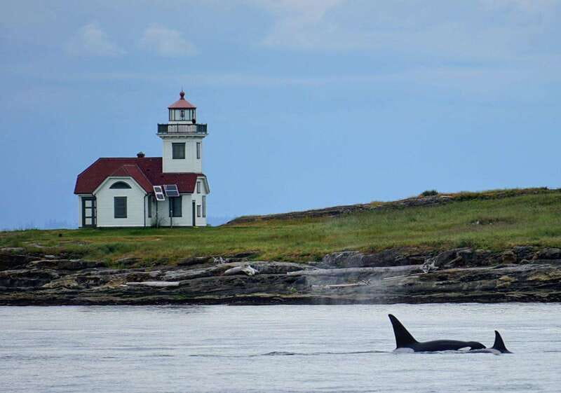 Orcas Island: Whale and Orca Guided Speedboat Tour - Analyzing the Value and Practicalities