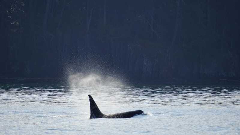 Orcas Island: Whale and Orca Guided Speedboat Tour - FAQ