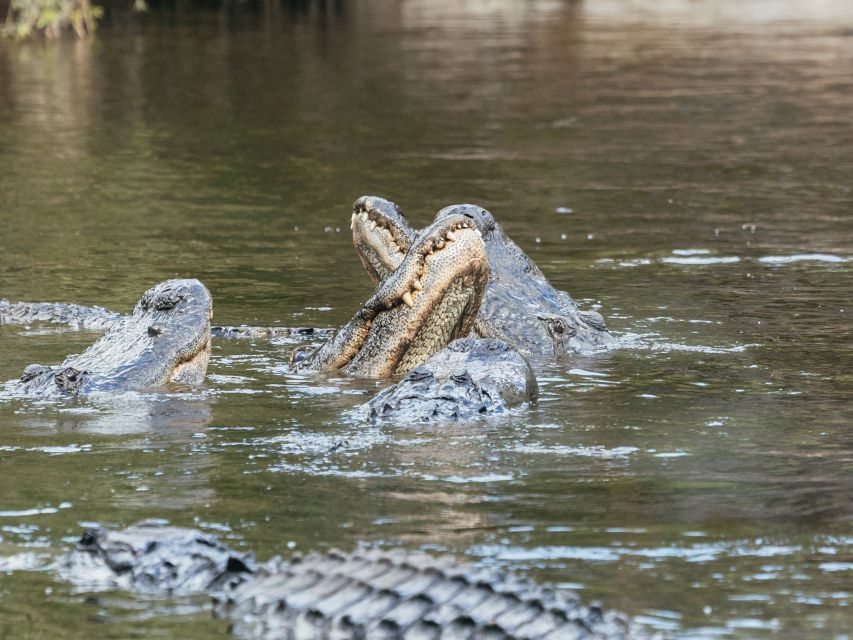 Orlando: Drive-Thru Safari Park at Wild Florida - The Gator Park & Other Attractions