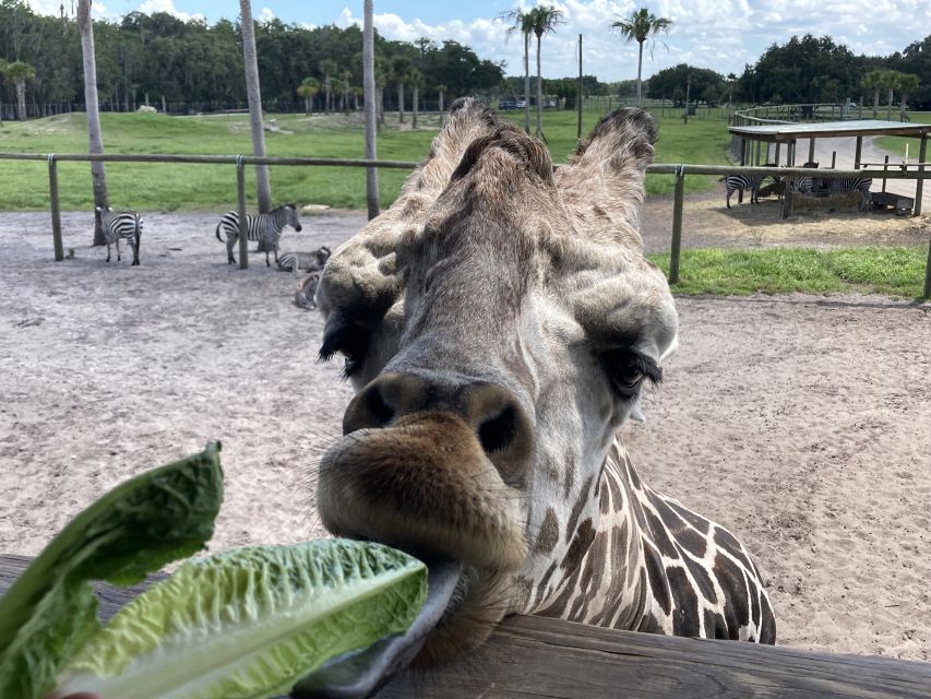 Orlando: Drive-Thru Safari Park at Wild Florida - Practical Details and Tips