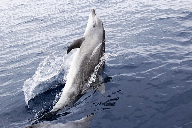 Panama City Beach Dolphin Sightseeing Sail