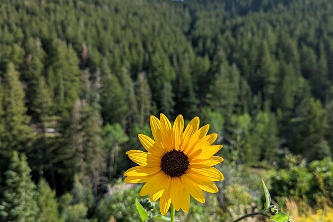 Park City Hiking Activity with Local Guide - What to Expect from Your Park City Hike