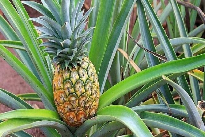 Pearl Harbor, Dole Plantation, and Polynesian Center from Kona - Who Should Consider This Tour?