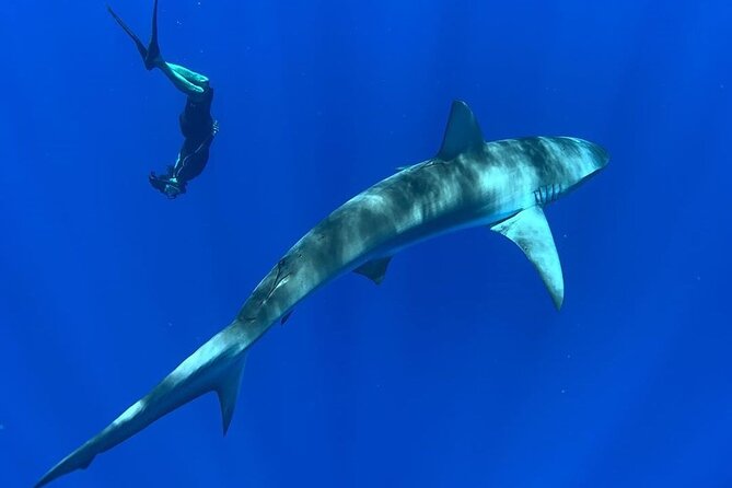Pelagic Shark Dive Tour - The Experience in Detail: What Travelers Say