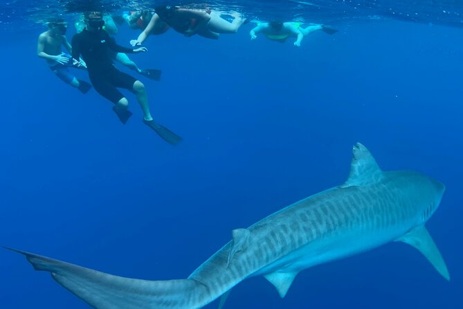 Pelagic Shark Dive Tour - The Sum Up: Why This Tour Is a Must-Do