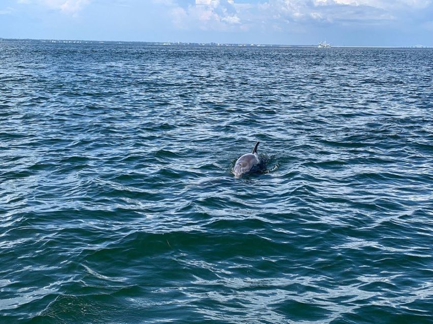 Pensacola Beach Sunset Dolphin Tour private up to 6 ppl