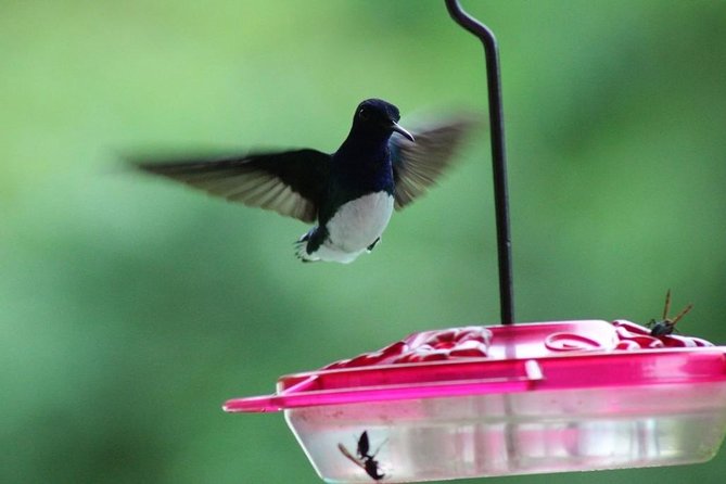 Pitch Lake & Cultural Wonders - Physical Requirements