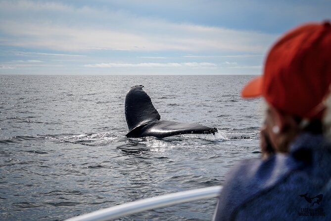 Private 2hr Supreme Whale/Dolphin Watching Tour, Newport Beach CA