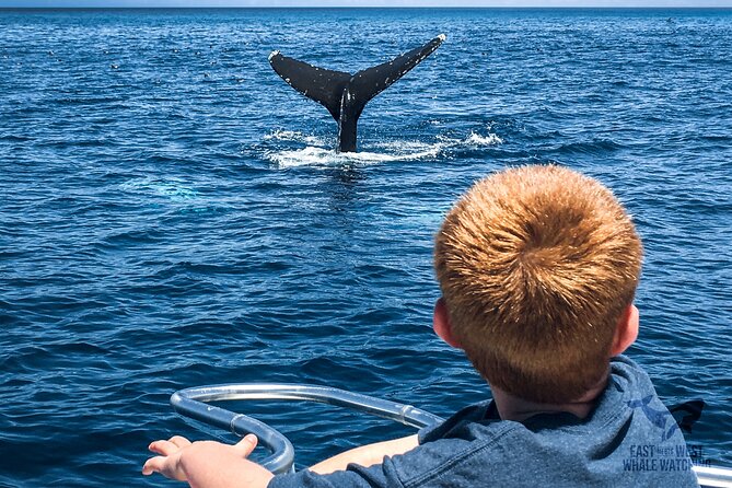 Private 2hr Supreme Whale/Dolphin Watching Tour, Newport Beach CA - FAQs