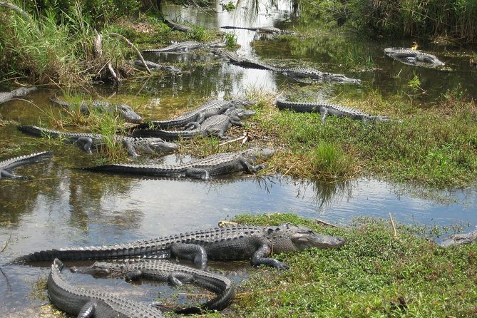 Private 4-hour Tour of Everglades from Miami Dade - Why Choose the Private Everglades Tour?