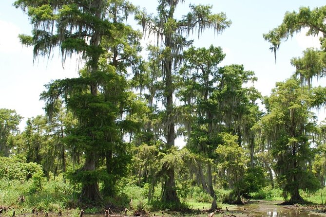 Private Airboat Swamp Tour - An In-Depth Look at the Private Airboat Swamp Tour
