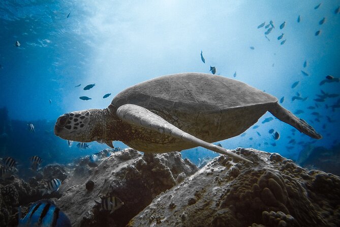 Private Boat Cruise of Waikiki! Snorkel, Sightseeing, Sea Life! - Who Will Love This Tour?