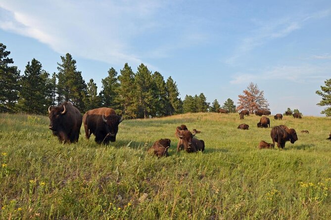 Private Custer State Park Safari and Hiking Tour - Discover the Best of Custer State Park with a Private Safari and Hiking Tour
