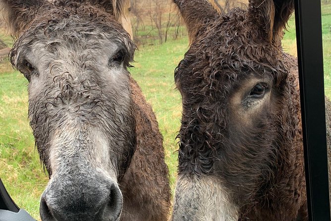 Private Custer State Park Safari and Hiking Tour - Key Points