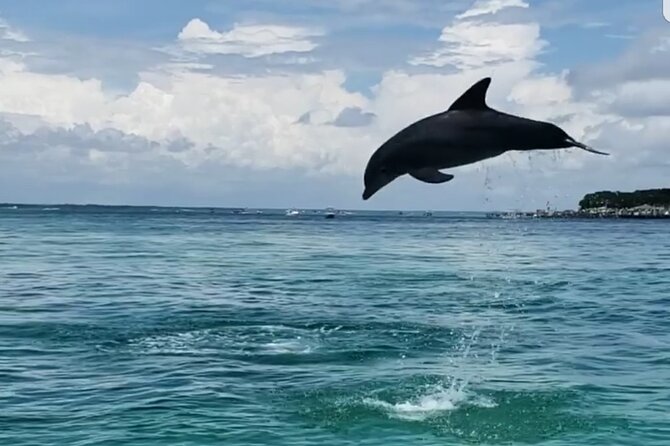 Private Dolphin Cruise in Destin holds 29 people - The Sum Up