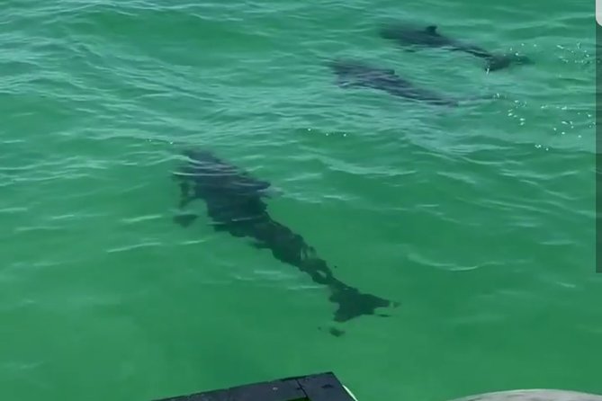 Private Dolphin Cruise in Destin holds 29 people - FAQs
