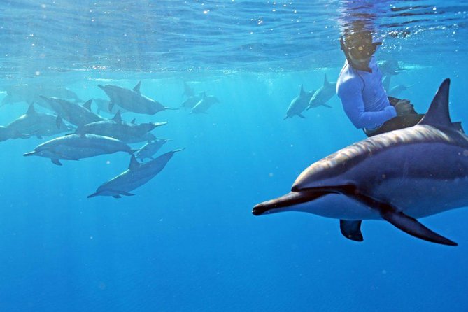 Private Dolphin Swim with Slide for up to 15 Passengers - Key Points