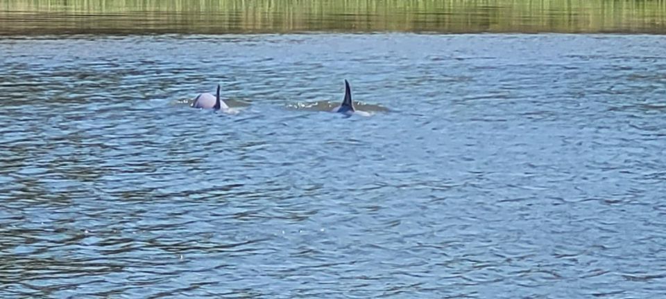 Private dolphin tours in the amazing Savannah Marsh - Key Points
