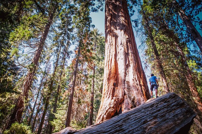 Private Guided Hiking Tour - Sequoia National Park - Exploring Sequoia and Kings Canyon with a Private Guide
