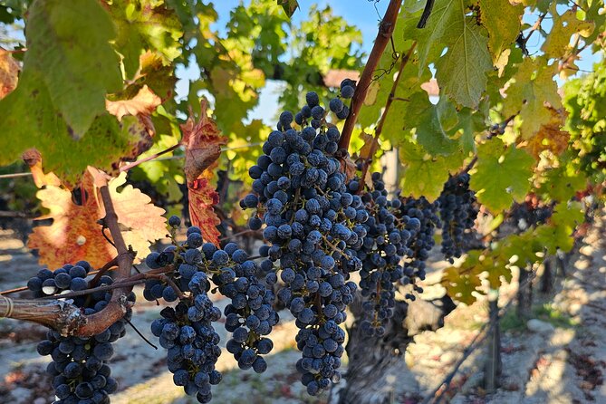Private Guided Wine Tour of Napa Valley - Why This Tour Is a Great Value