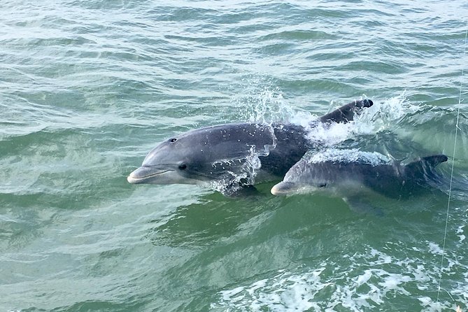 Private Historical Wildlife and Dolphin Cruise South Padre Island
