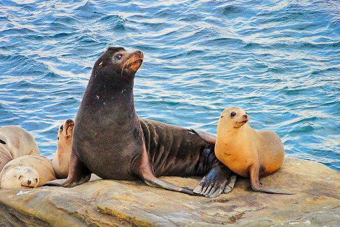 Private Instagrammable San Diego Tour  Scenic and Coastal - Final Thoughts