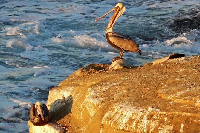 Private Instagrammable San Diego Tour  Scenic and Coastal - FAQ