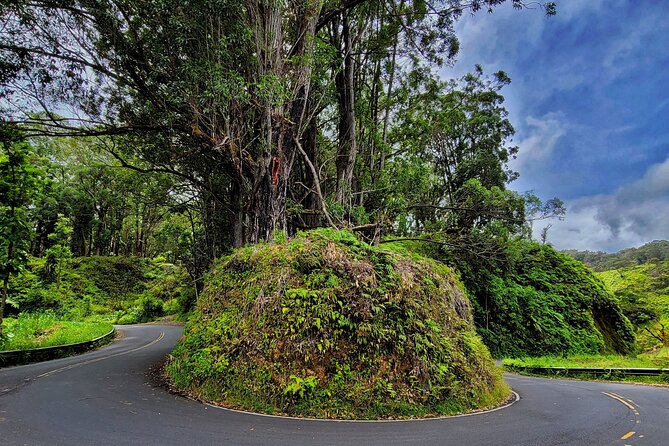 Private Maui Redwood Hiking Experience