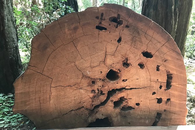 Private Muir Woods and Sausalito Half Day Tour - The Charm of Sausalito