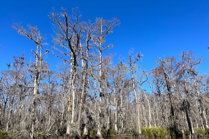 Private New Orleans Neighborhood Food Tour - Historic Driving "Dine-Around" - An In-Depth Look at the Itinerary