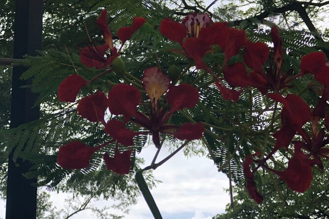 Private North Shore Tour From Waikiki - Who Will Love This Tour?