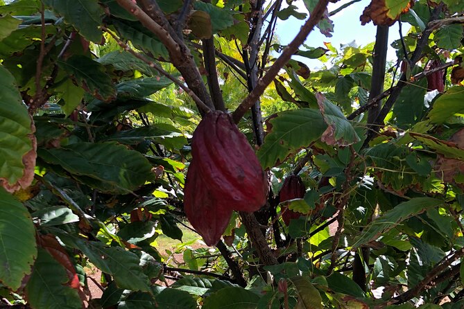 Private North Shore Tour From Waikiki - Final thoughts