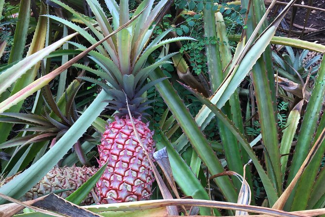 Private Pearl Harbor & North Shore tour (Se habla Español) - Who Should Book This Tour?