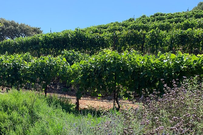 Private Santa Ynez Wine Tour (All-Inclusive) - Who Is This Tour Best For?