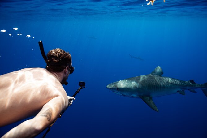Private Shark Dive, Oahu, Hawaii (6 Guest) - Introduction: An Authentic Ocean Encounter on Oahu