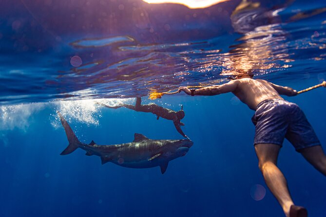 Private Shark Dive, Oahu, Hawaii (6 Guest) - What to Expect from Your Shark Encounter on Oahu
