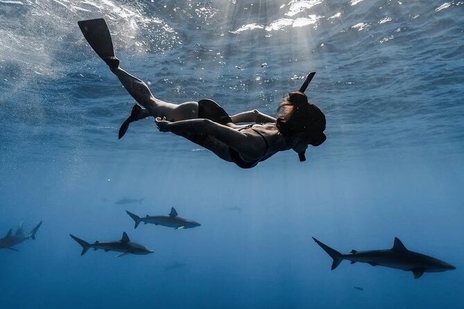 Private Shark Dive, Oahu, Hawaii (6 Guest) - The Sum Up: A Unique Marine Experience for the Adventurous