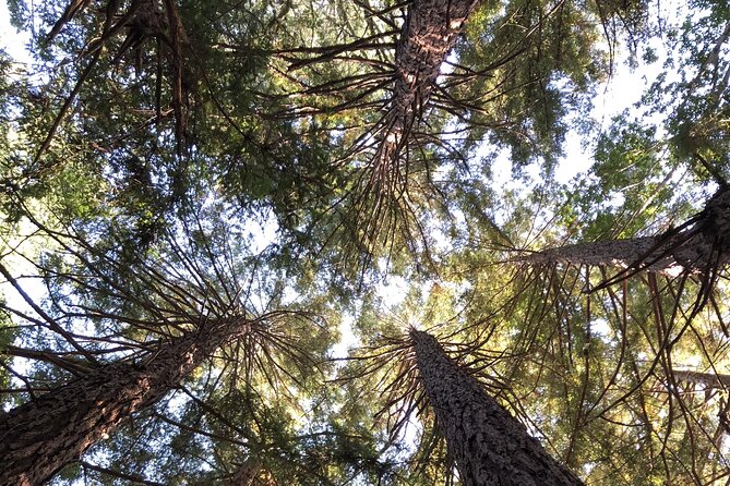 Private Tour Muir Woods and Sausalito - FAQ