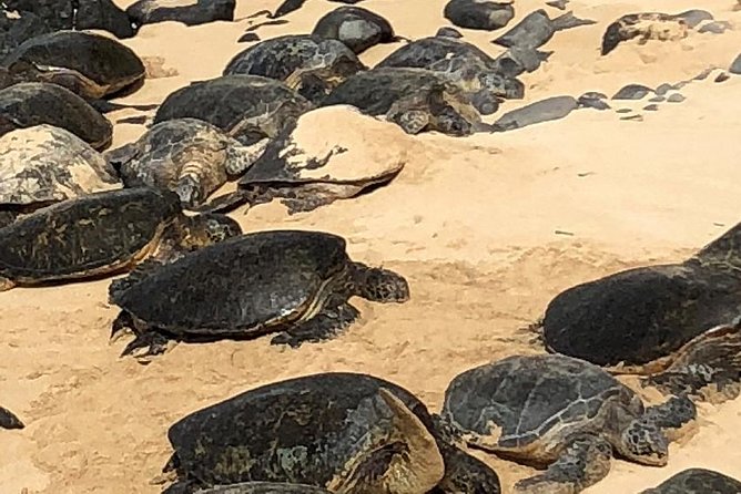 Private Tour : OAHU, MAUI, KAUAI or BIG ISLAND : Pick any Island - Why Choose a Private, Customizable Tour?