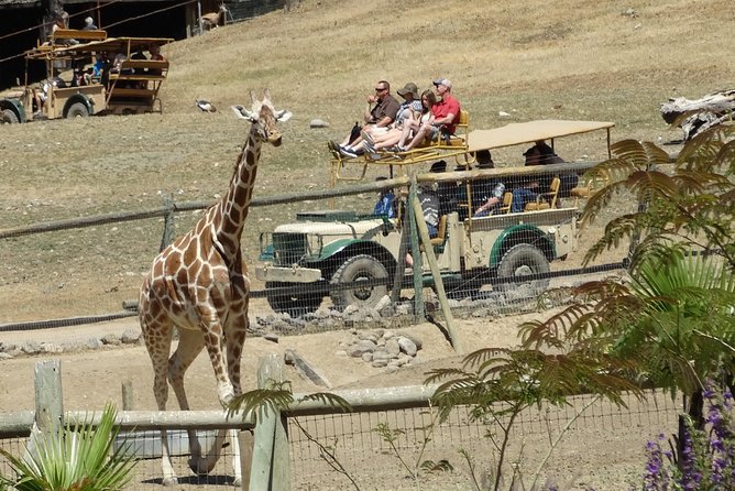Private Tour of Sonoma Wild Safari Animal Park and Sonoma Redwoods - Who Will Love This Tour?