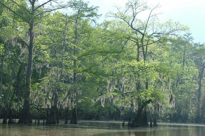 Private Tour of the Honey Island Swamp - Is It Worth the Price?