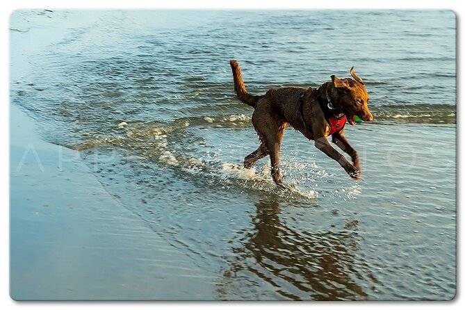 Private Venice Photographic Beach Walking Tour - Who Will Love This Tour?