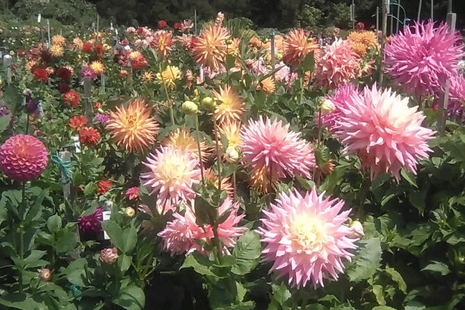 Private Weekday Walking Tour Highlights of Golden Gate Park - Introduction: What Makes This Tour Special?