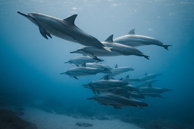 Private Whale Watching and Coastal Swimming Tour Honolulu - What Sets This Tour Apart?