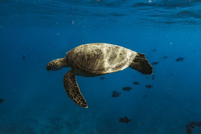 Private Whale Watching and Coastal Swimming Tour Honolulu - FAQ