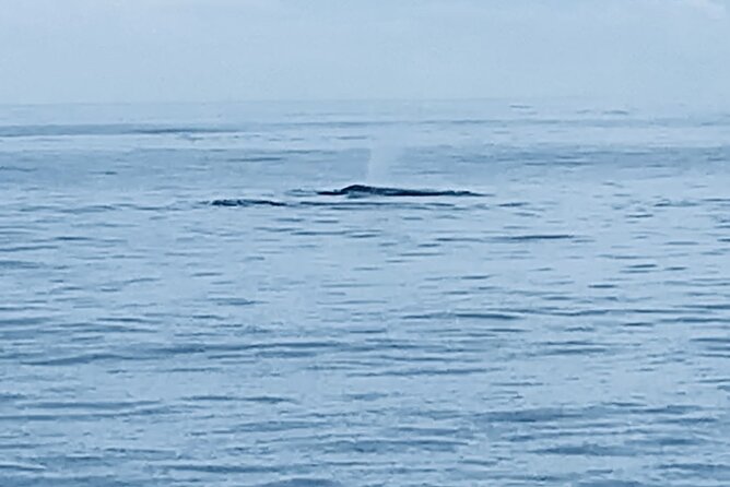 Private Whale Watching and Dolphin Excursion - Introduction